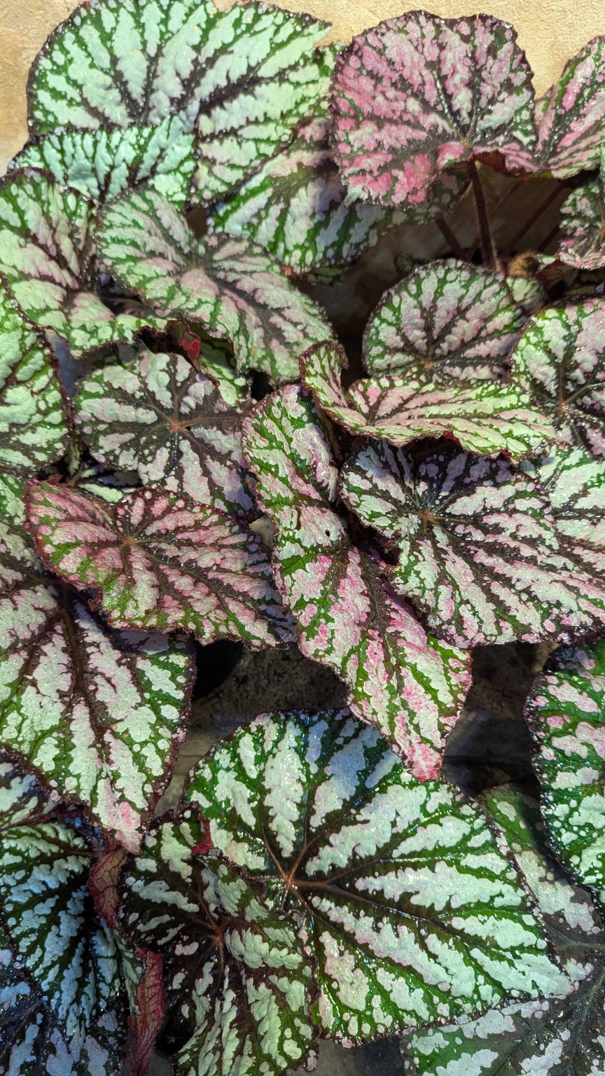 Bạn có biết! Begonia – Nét duyên rực rỡ trong thế giới kiểng lá ...